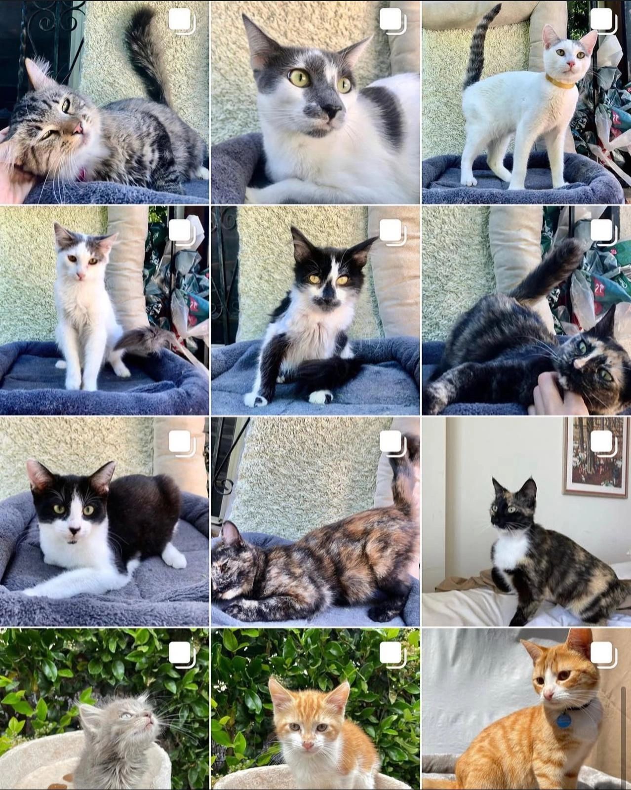 Cat Adoption Los Angeles Furry Friends Foundation